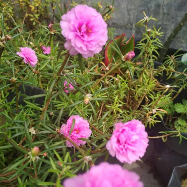 Jual Krokot pink | Shopee Indonesia