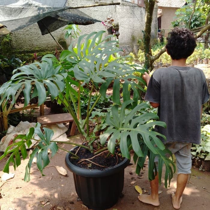 Jual Monstera king deliciousa - monstera king - tanaman hias | Shopee ...