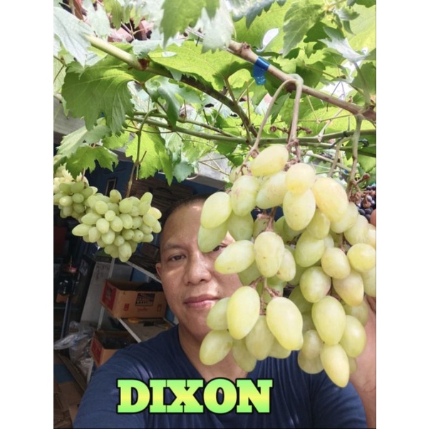 Jual TERLARIS BIBIT ANGGUR IMPORT DIXON (PAK SUPRIANTO MARINIR ...