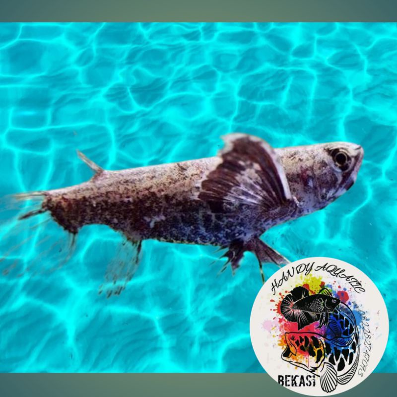 Jual ikan gobi butterfly lokal | Shopee Indonesia