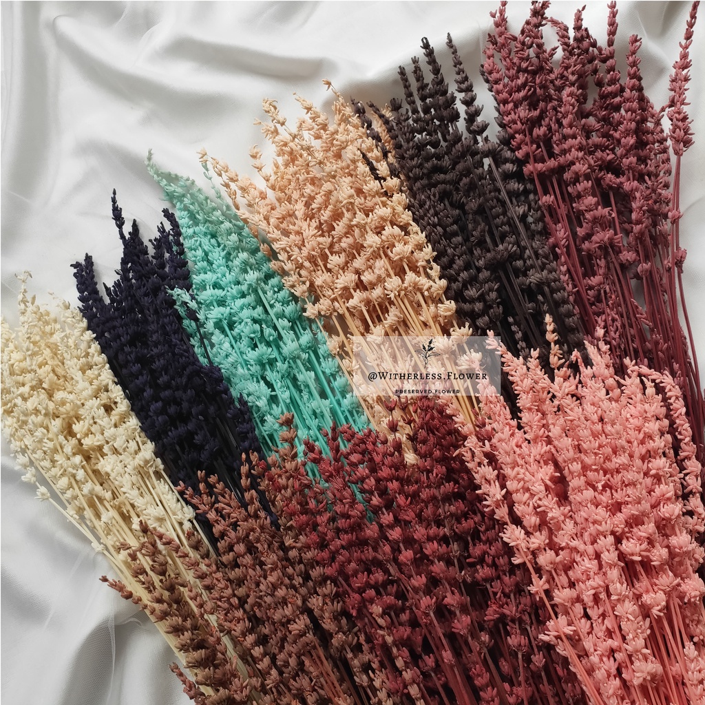 Jual 10 Tangkai Preserved Lavender / Dried Flower Awetan / Bunga Kering ...