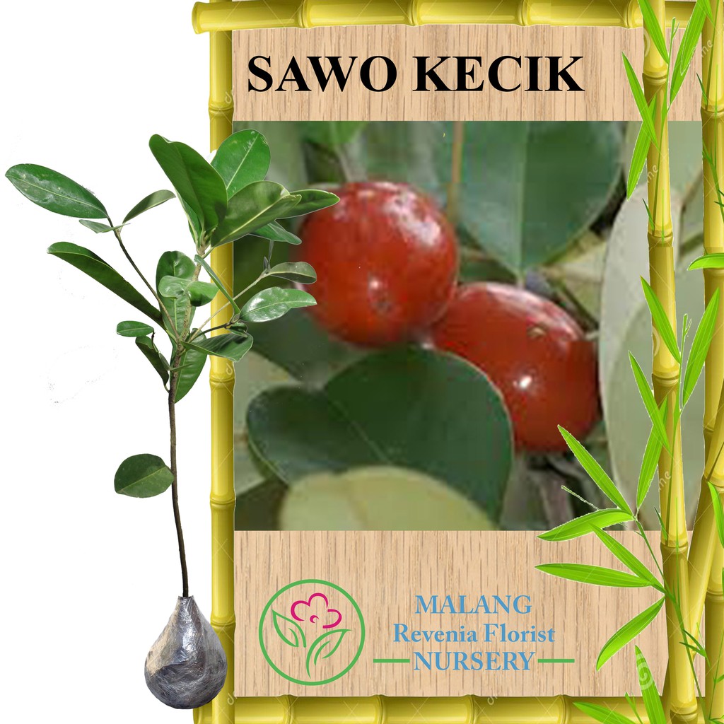 Jual Tanaman Sawo Kecik (Tinggi 40-60 cm) | Shopee Indonesia