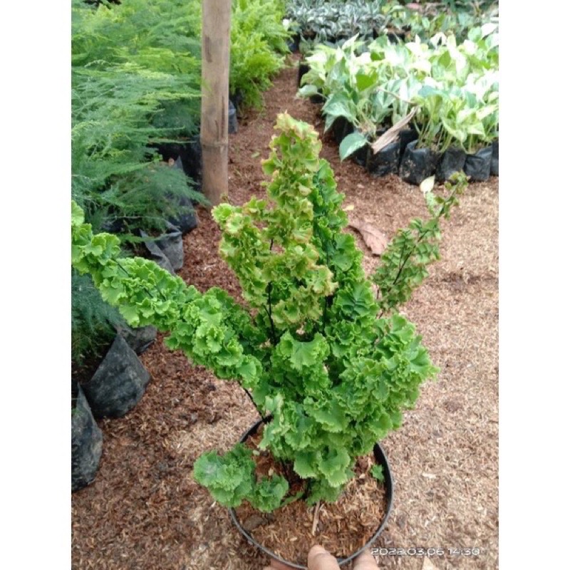 Jual ( BISA COD ) Tanaman Hias Suplier Sate Rimbun Tanaman Suplir Tusuk ...