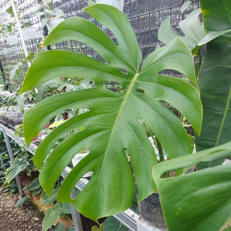 Jual Monstera Deliciosa King | Shopee Indonesia