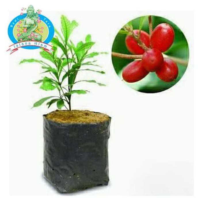 Jual Tanaman Pohon Buah Magic Fruit - Miracle - Buah Ajaib - Bibit ...