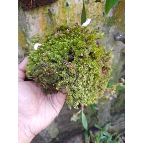 Jual media anggrek dan hoya lumut kering 250g, | Shopee Indonesia
