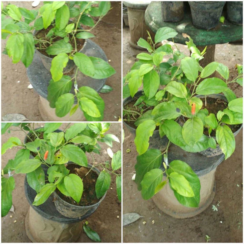 Jual Paket 5 Bibit Cabe Jawa Herbal Shopee Indonesia