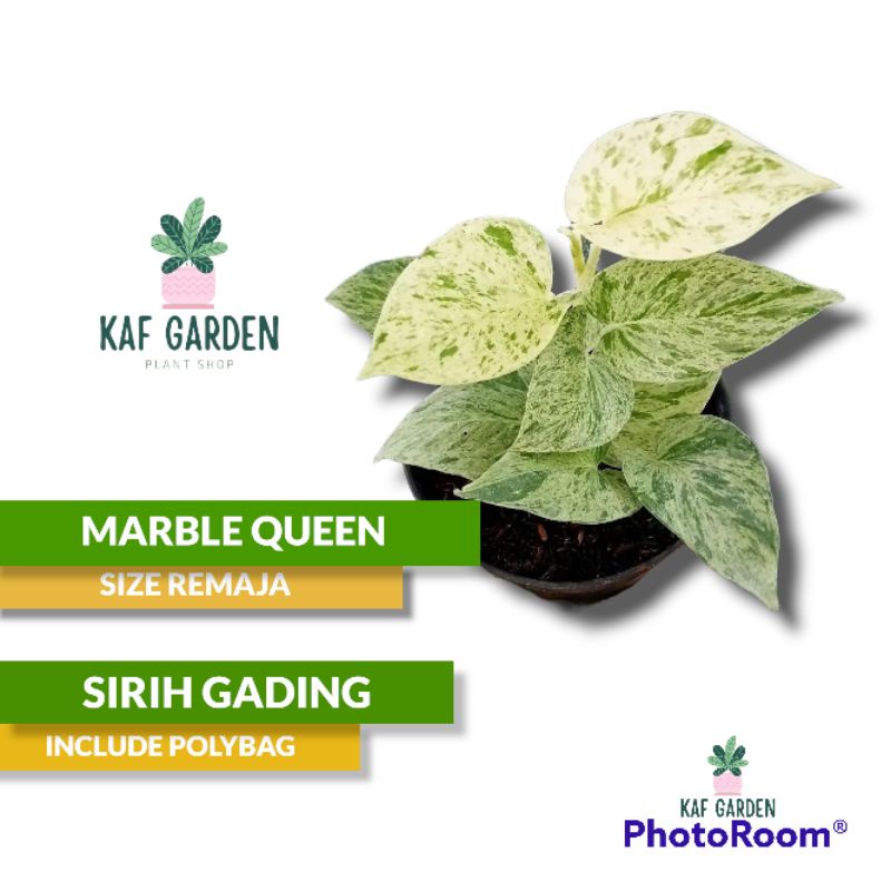 Jual Marble Queen Photos Tanaman Hias Sirih Gading Marbel | Shopee ...