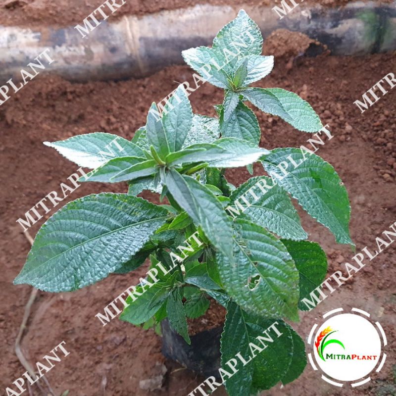 Jual Bibit Pohon Keji Beling - Tanaman Daun Kibeling - Tanaman Herbal ...