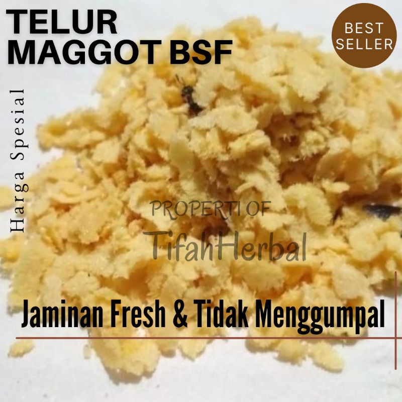 Jual Telur Maggot Magot Lalat BSF Indukan Super Terbaik | Shopee Indonesia