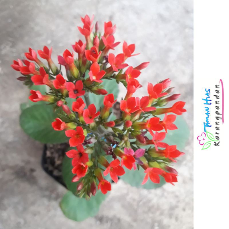 Jual Kalanchoe Cocor Bebek Bunga Merah Tanaman Hias | Shopee Indonesia