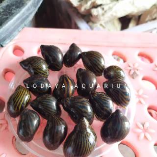 Jual KEONG TURBO | Shopee Indonesia