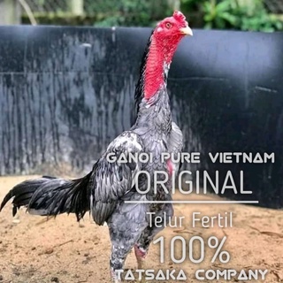 Jual ayam ganoi vietnam original telur fertil perbutir | Shopee Indonesia