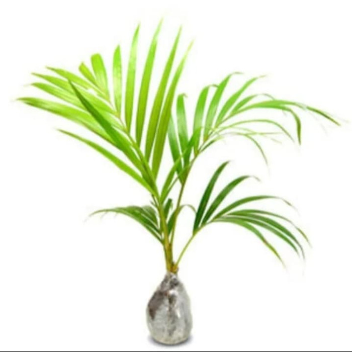 Jual Tanaman Hias Palm Kuning - Tanaman Indoor - Palem Kuning | Shopee ...