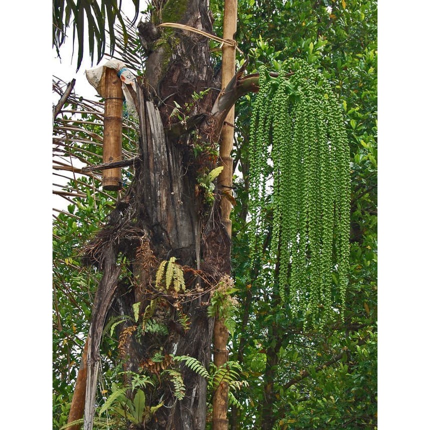 Jual LAHANG ATAU AIR NIRA AREN ASLI PANGANDARAN TERLARIS | Shopee Indonesia Jual LAHANG ATAU AIR NIRA AREN ASLI PANGANDARAN TERLARIS | Shopee Indonesia