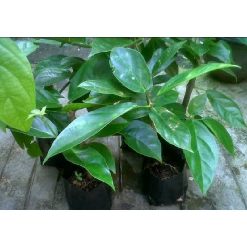 Jual Bibit tanaman cincau hijau perdu/Pohon cincau batang (Daun cincau ...