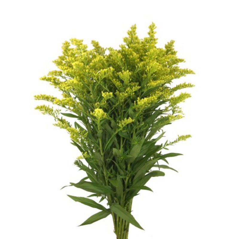Jual Bunga Potong Solidago (Rosida) murah perikat | Shopee Indonesia