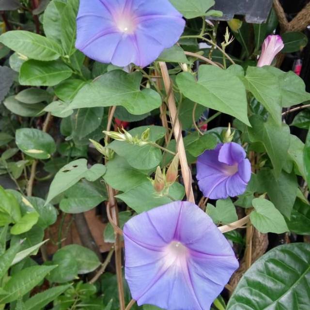 Jual Pohon Rambat berbunga morning glory tanaman hias rambat bunga ...