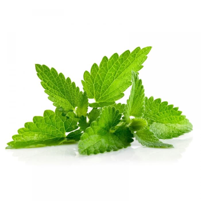 Jual Bibit / Benih Biji Tanaman Herbal Daun Mint Spearmint Untuk ...