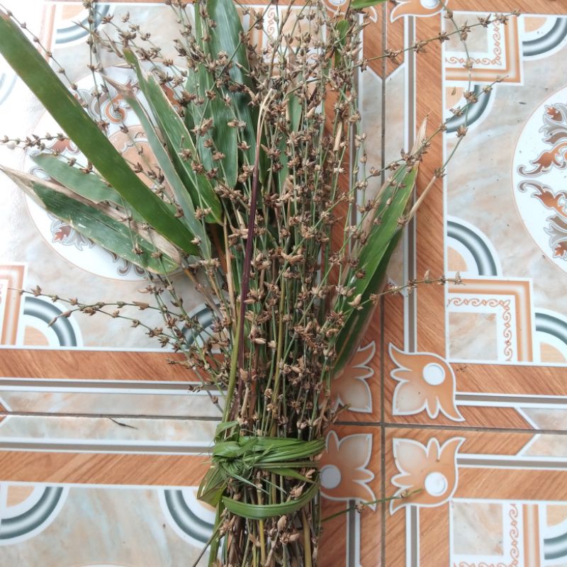 Jual bunga bambu kembang pring 20 tangkai | Shopee Indonesia