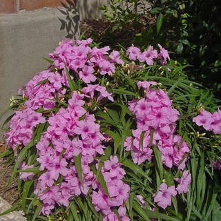 Jual Tanaman hias Ruelia bunga pink - Ruellia brittoniana Katie pink ...