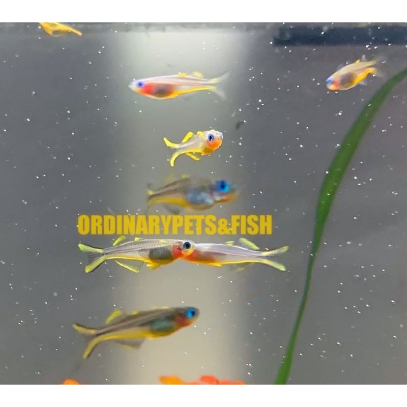 Jual ikan rainbow pseudomugil - signifer - furcata & Paskai Indonesia ...