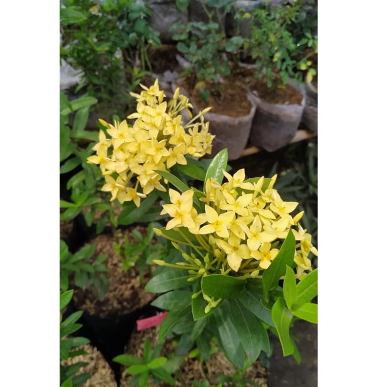 Jual Tanaman bunga asoka jambon warna kuning | Shopee Indonesia