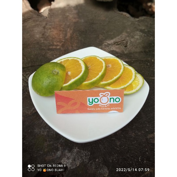 Jual Jeruk Baby Java Sultan (Spek Supermarket) kulit mulus,Banyak ...