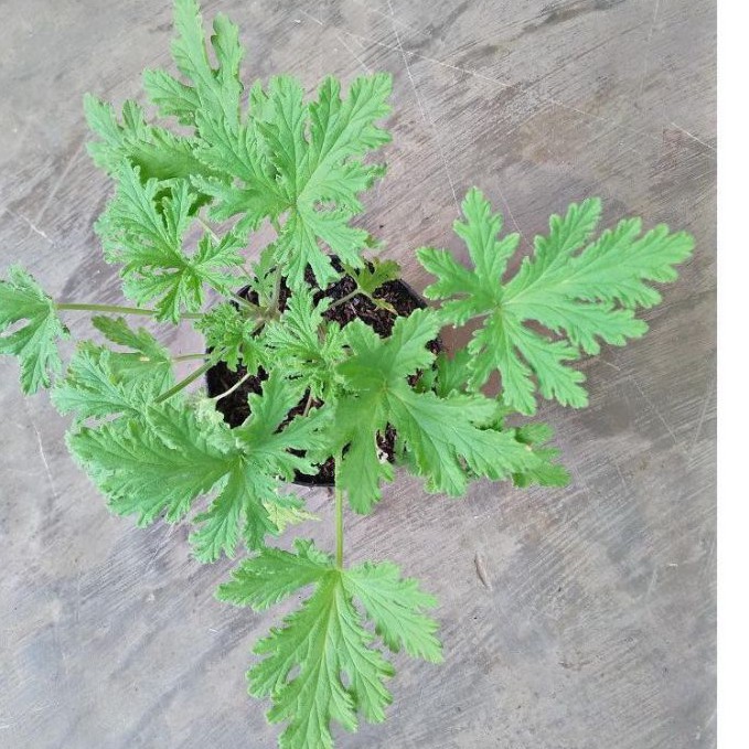 Jual TANAMAN GERANIUM CITROSA (anti nyamuk) | Shopee Indonesia