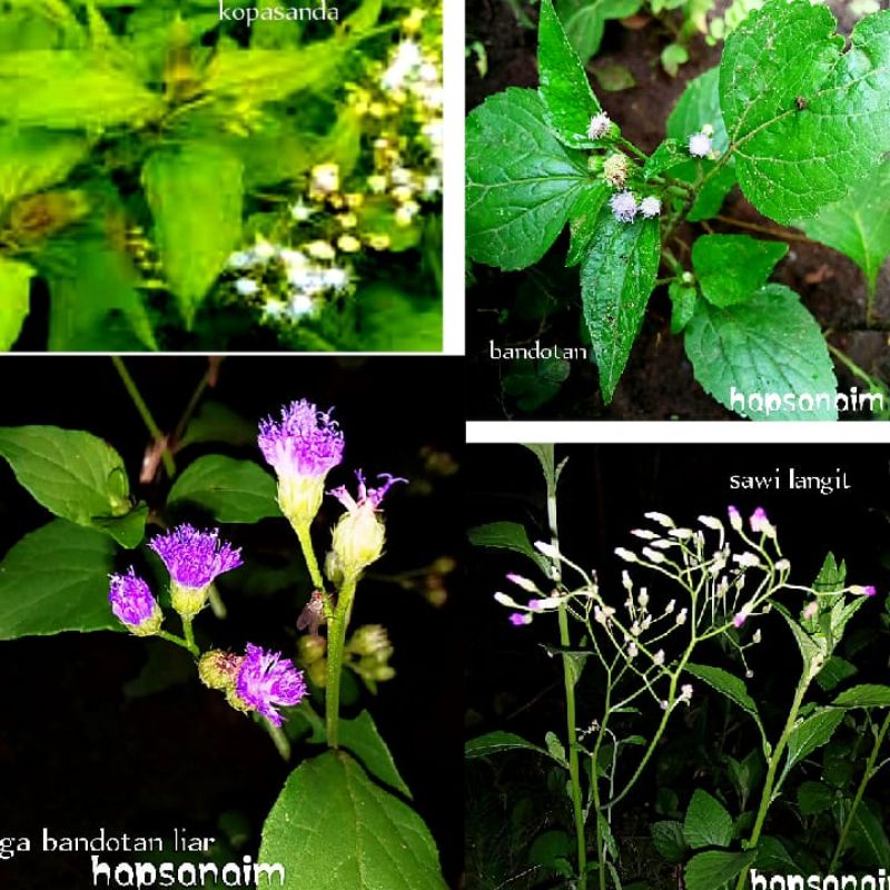 Jual Tanaman Bandotan Sawi Langit Vernonia rumput Minjangan Kopasada ...