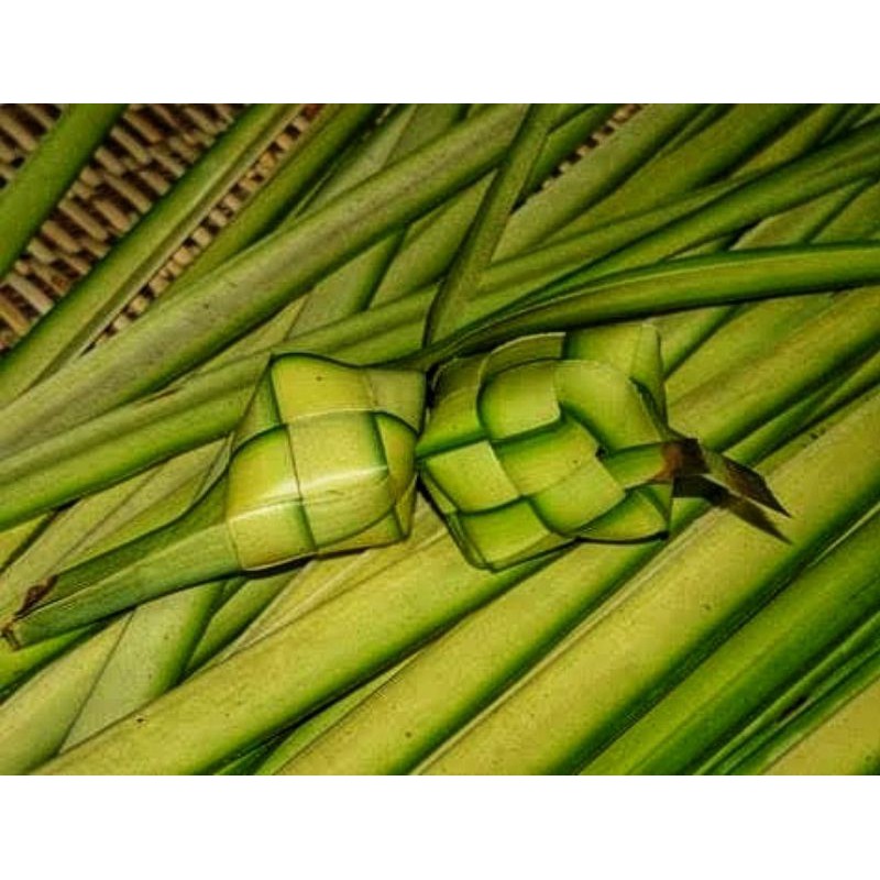 Jual Bahan Ketupat Daun Janur Kuning/Daun Kelapa Muda | Shopee Indonesia