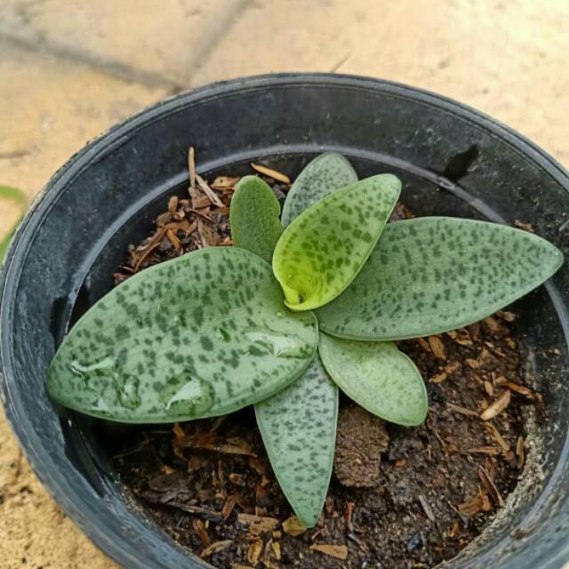 Jual Tanaman hias lidah katak - pohon lidah kodok - tanaman pot ...