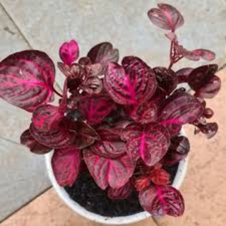 Jual Miana mangkok merah memiliki daun berwarna merah. Kecantikan ...