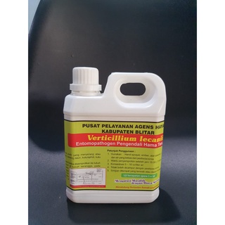Jual Agen Hayati Cendawan Entomopatogen Verticillium Lecanii Pengendali ...