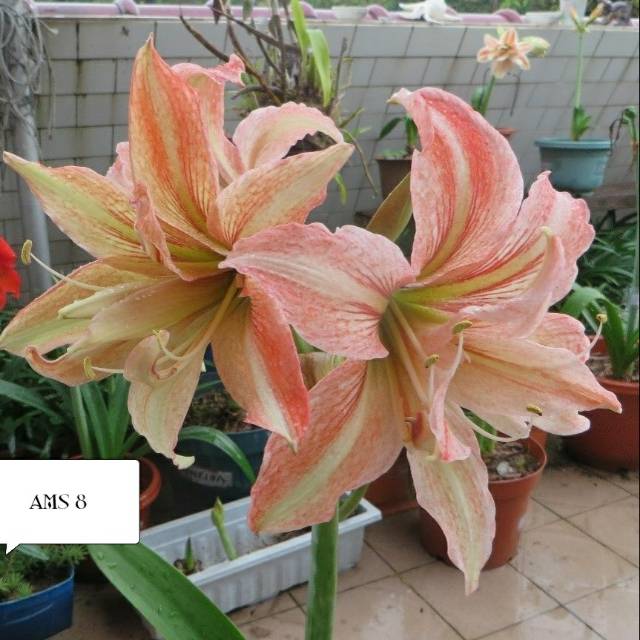Jual Tanaman hias Amarylis Bakung Amarylis - Bunga amarylis kode : AMS ...