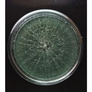 Jual Jamur Trichoderma harzianum (biakan murni pada media PDA ...