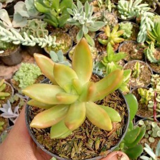 Jual sekulen sedum kuning | Shopee Indonesia