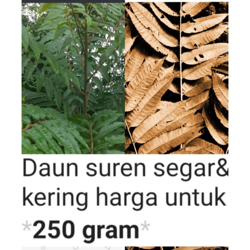 Jual DAUN SUREN SEGAR & KERING 250 GRAM | Shopee Indonesia