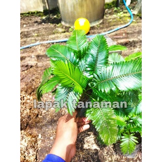 Jual Tanaman Hias Palem Paris/Palem Paris Mini/Palem Rotan | Shopee ...