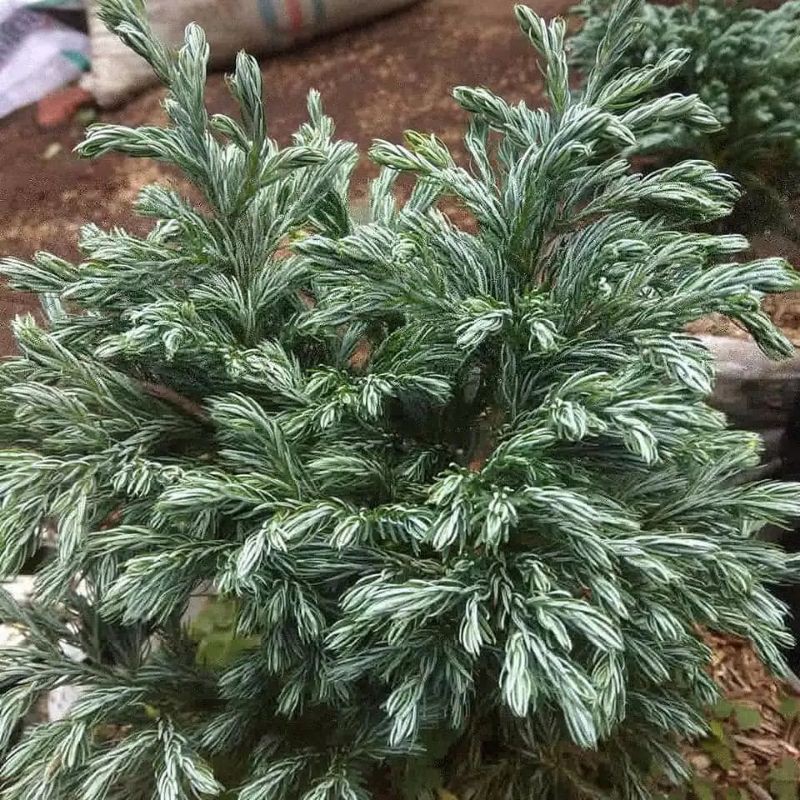 Jual Tanaman Hias Cemara Salju | Shopee Indonesia