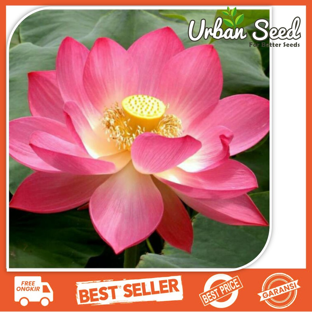 Jual Biji Benih Bunga Lotus Pink (Bunga Teratai) | Shopee Indonesia Jual Biji Benih Bunga Lotus Pink (Bunga Teratai) | Shopee Indonesia
