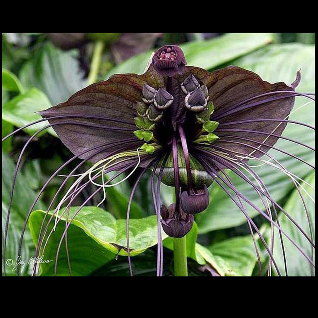 Jual Bibit Benih Biji Bunga Anggrek Harimau Import - Benih Tanaman ...