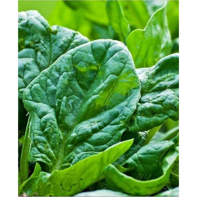 Jual benih bayam jepang horenso | Shopee Indonesia