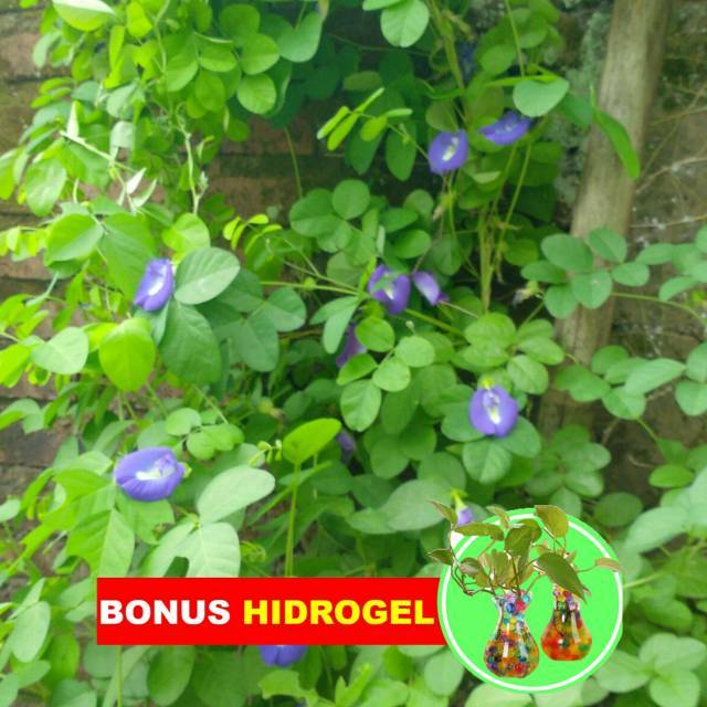 Jual Bibit ,Benih,Biji Tanaman Herbal,Bunga Telang ,Tanaman Hias ...