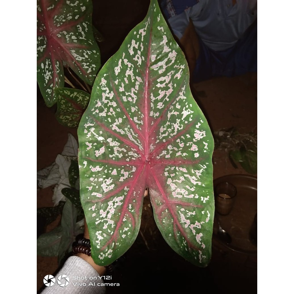 Jual Tanaman Hias Keladi Red Star/keladi merah /caladium bintik isi 3 ...
