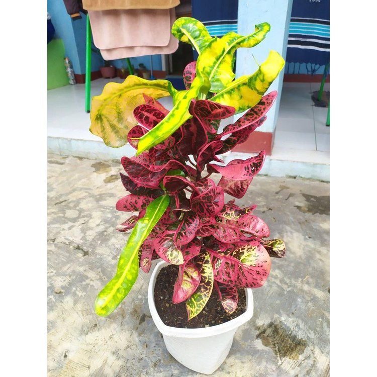 Jual Puring Kirana MERAH (bibit 30-35 cm) | Shopee Indonesia