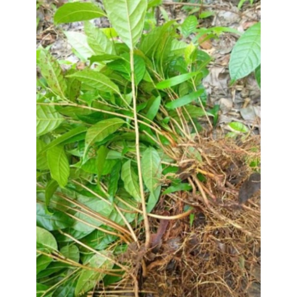 Jual bibit kayu mahoni siap tanam harga 30rbu untk 35phon | Shopee ...