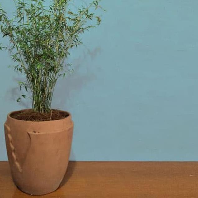 Jual HARGA PROMO !! Tanaman hias bambu mini micro / sasa pygmaea bamboo ...