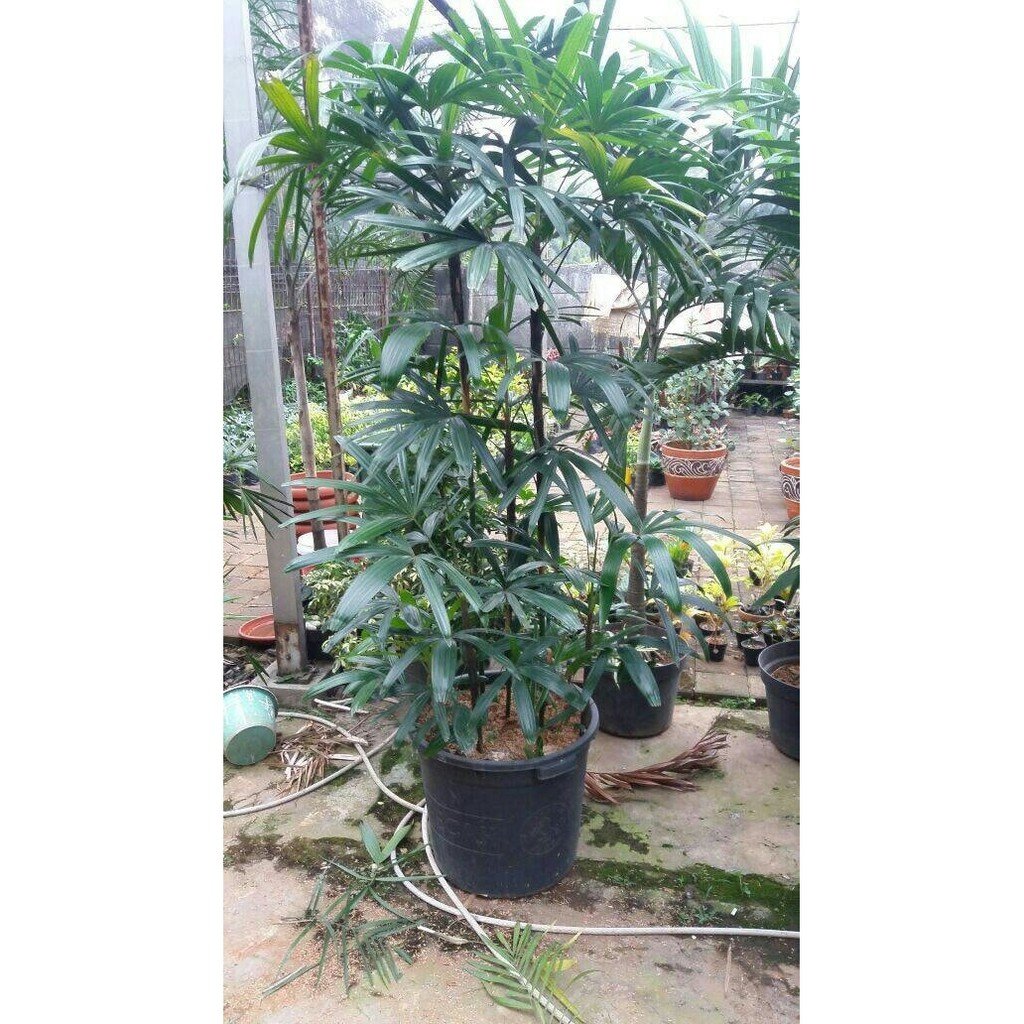 Jual Pohon palem pohon palm Rhapis humilis palem regu palem waregu ...