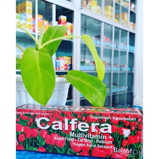 Jual Calfera 1 strip @10 kaplet salut selaput | Shopee Indonesia